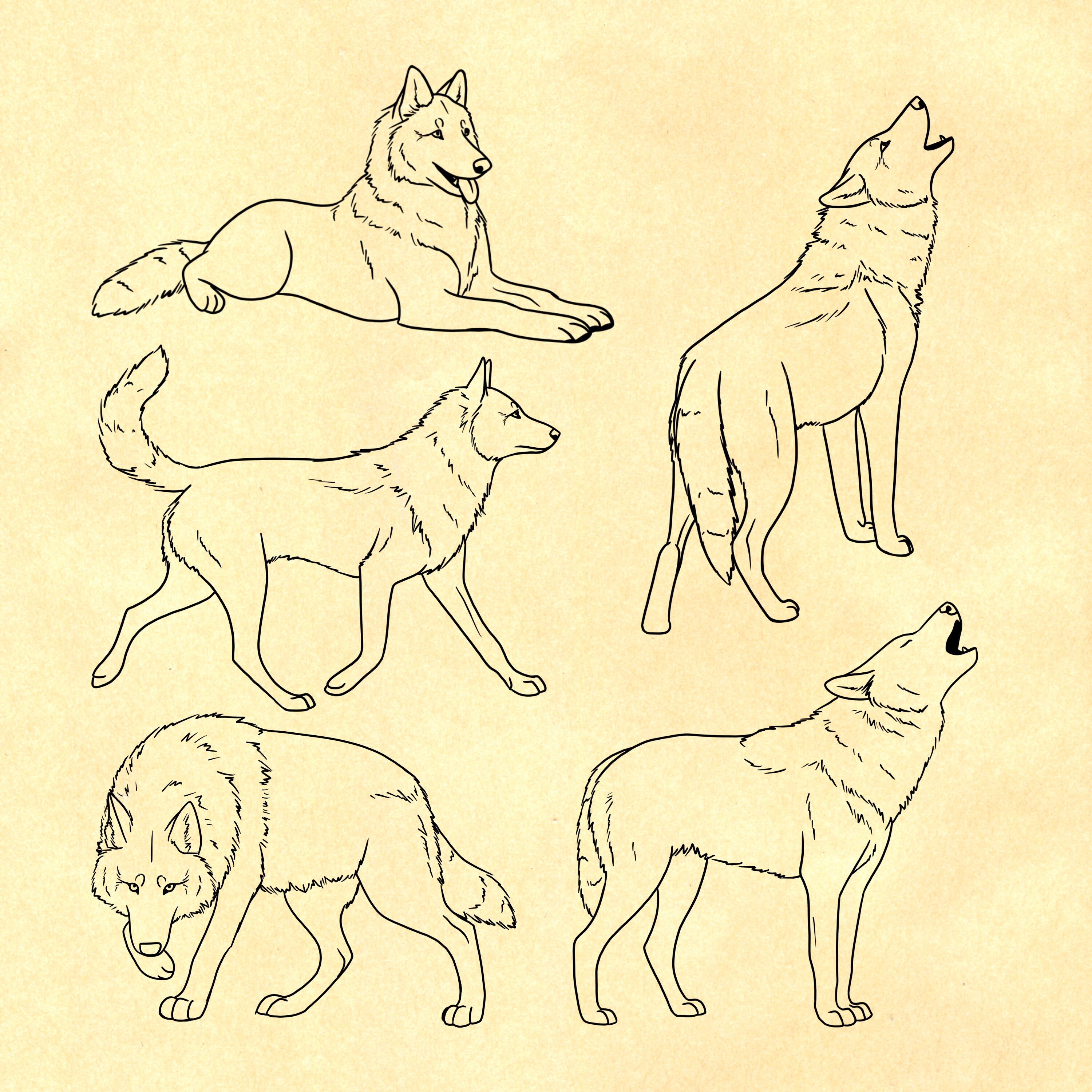 35 Wolf Reference Stamps for Procreate Dynamic Wolf Procreate - Etsy