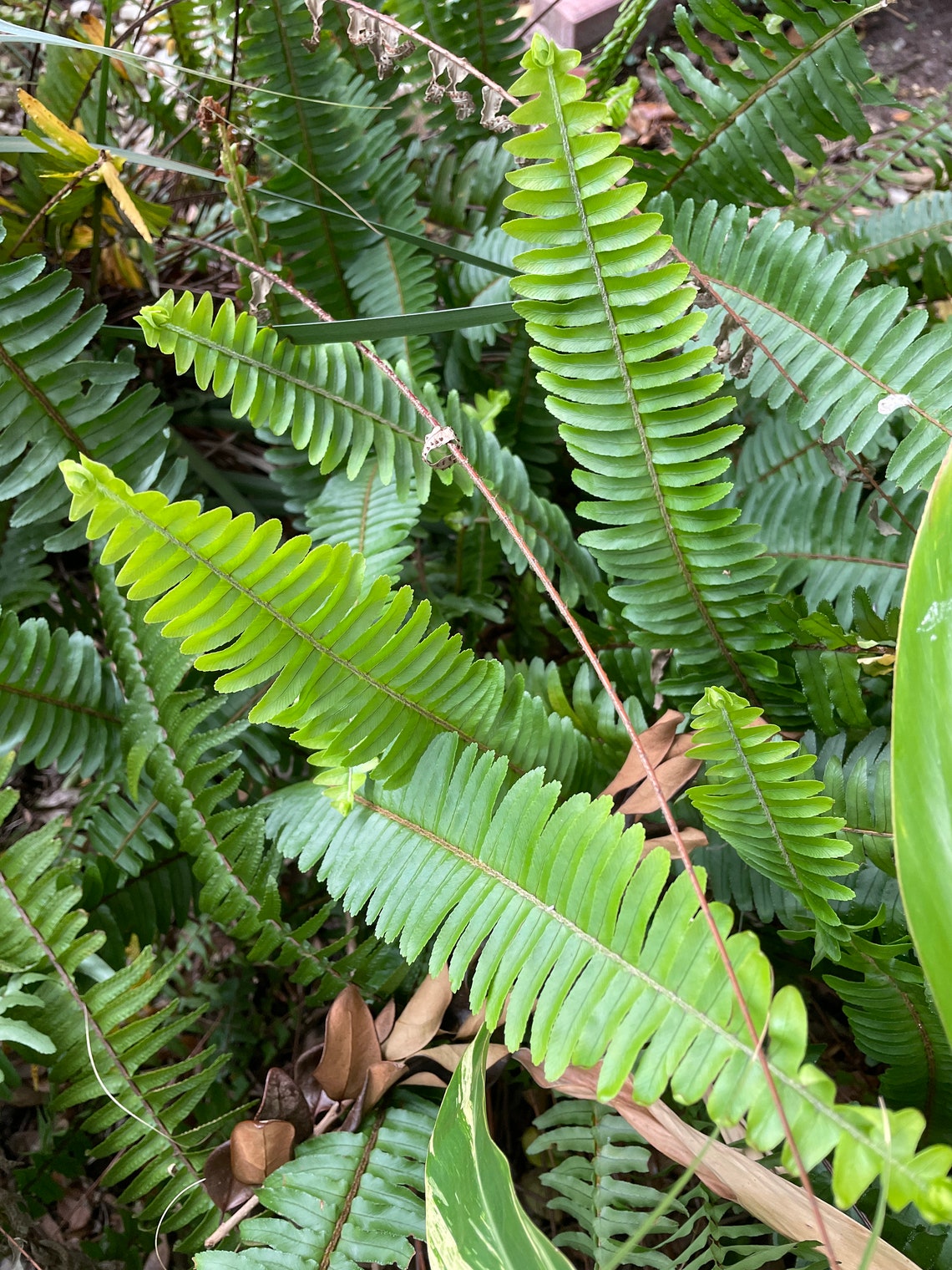 Botanical Bas Relief Floral Ceramic Tile Sculpture Garden - Etsy