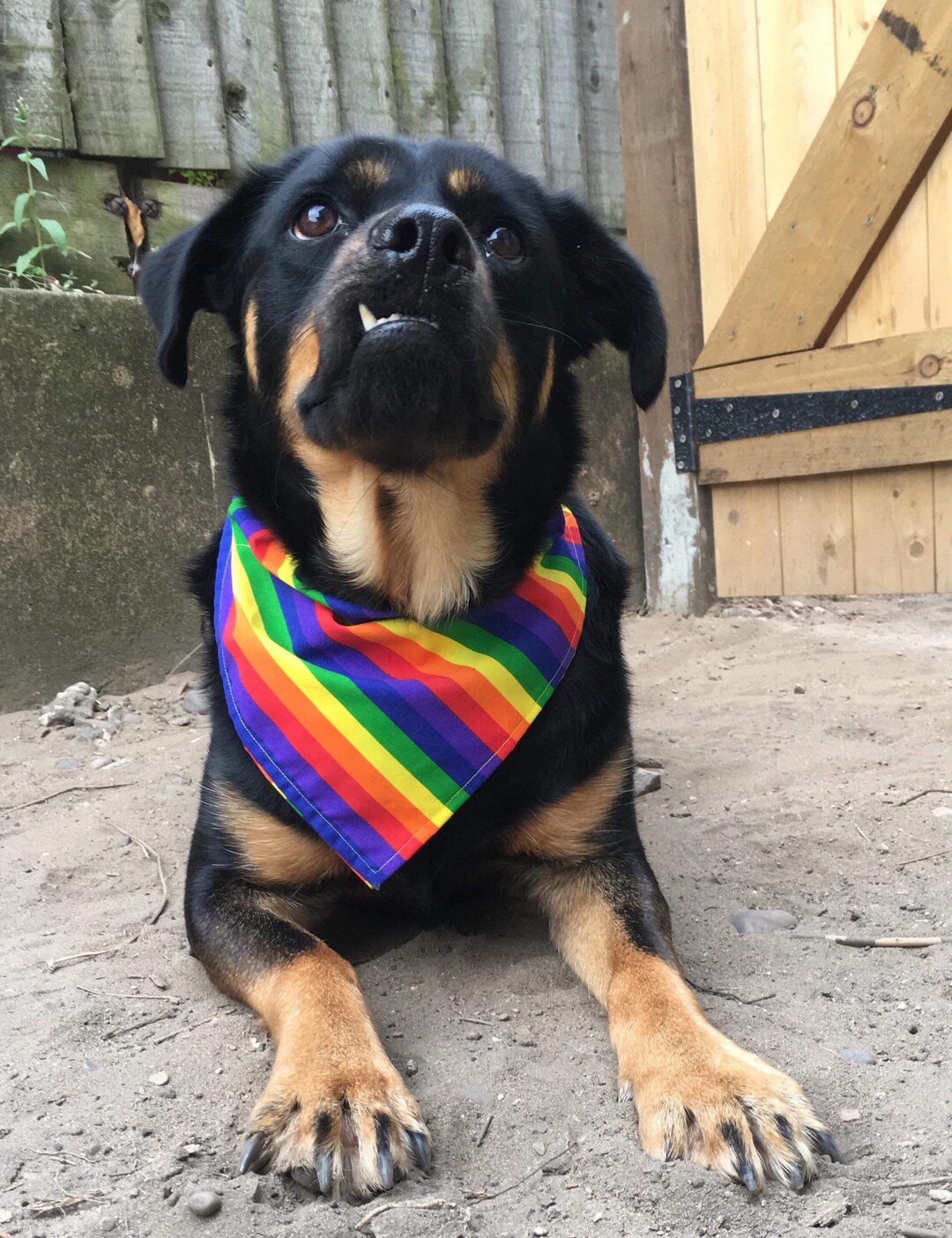 Rainbow Pride Dog Bandana: LGBTQ Pet Accessory - Etsy
