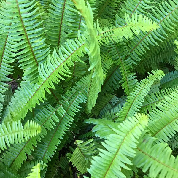 Live Fern - Etsy