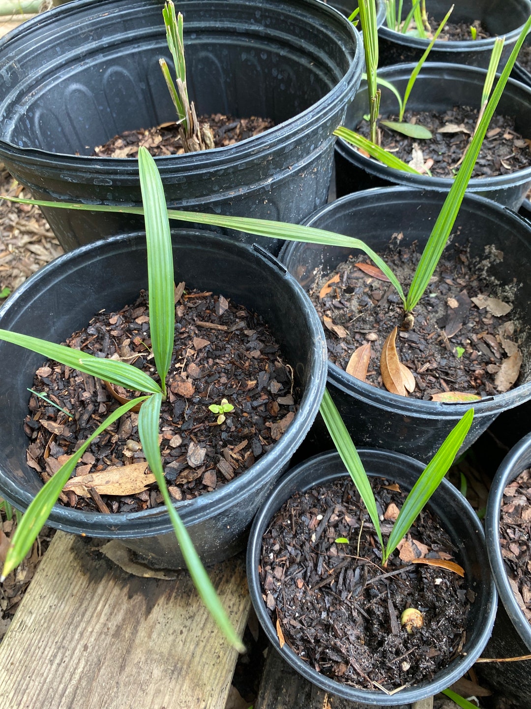 A Sabal / Cabbage Palm Juvenile Tree - Etsy