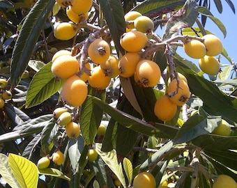 Treesagain Potted Loquat eriobotrya Japonica 6 to 8 Inches - Etsy