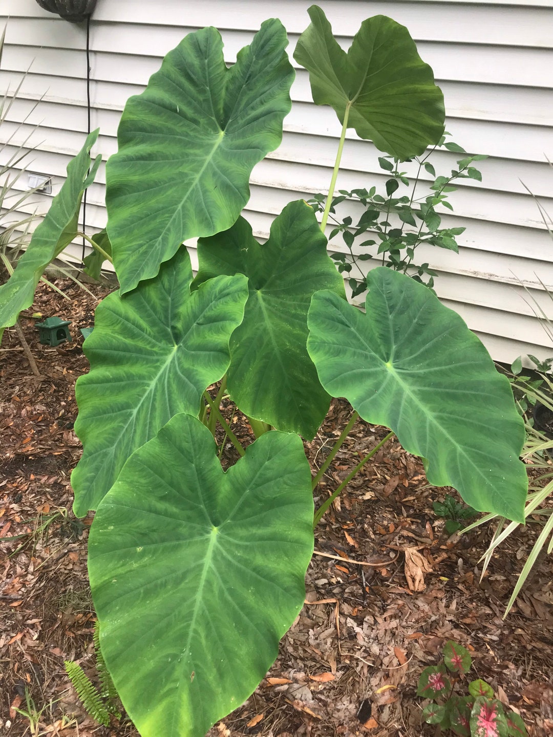A Elephant Ear Bulb Plant - Etsy