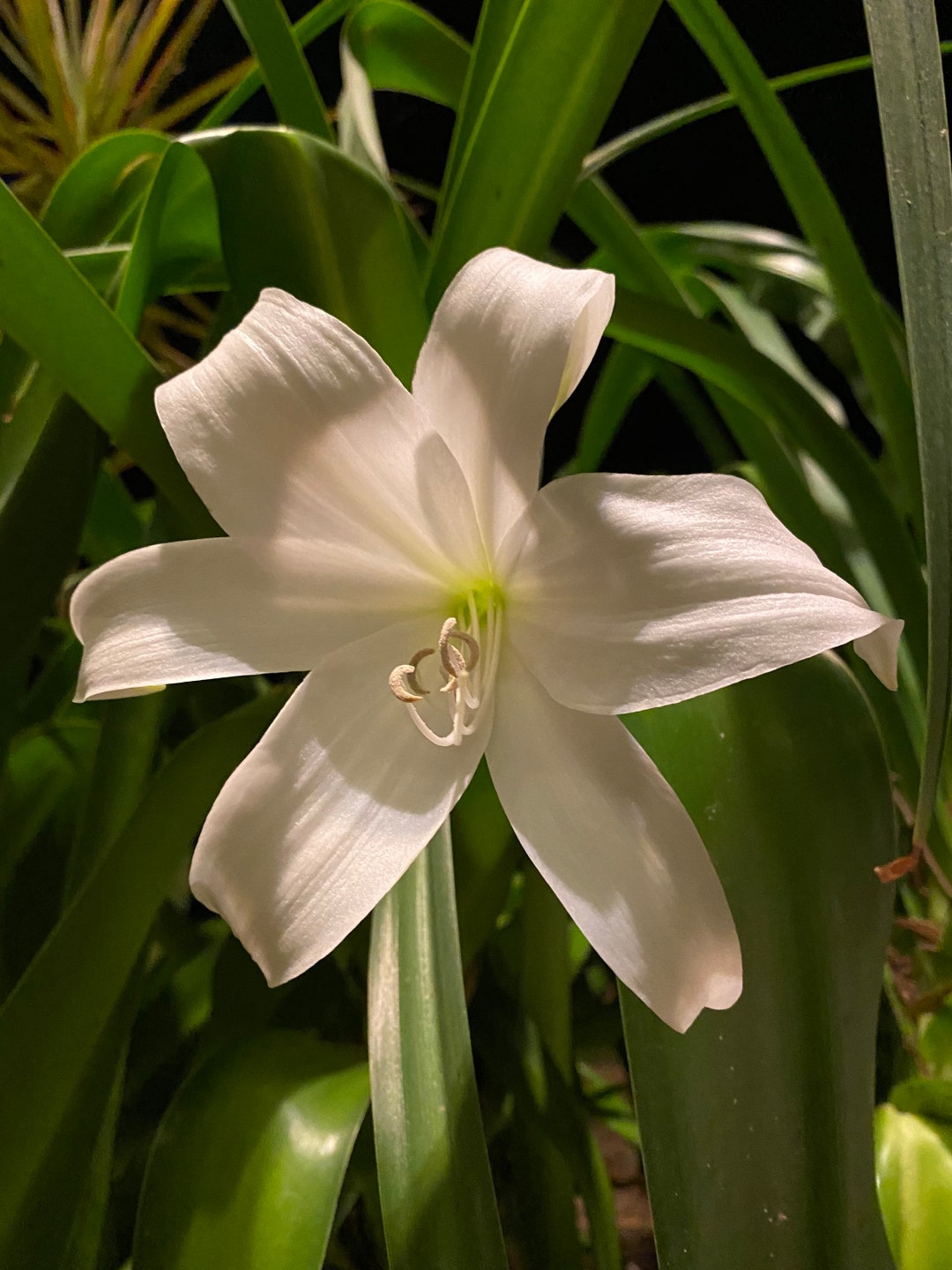 A Crinum Lily Pup Bulb - Etsy