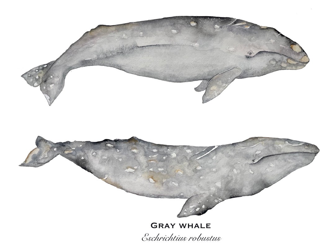 Gray Whale Art: Minimalist Scientific Illustration - Etsy