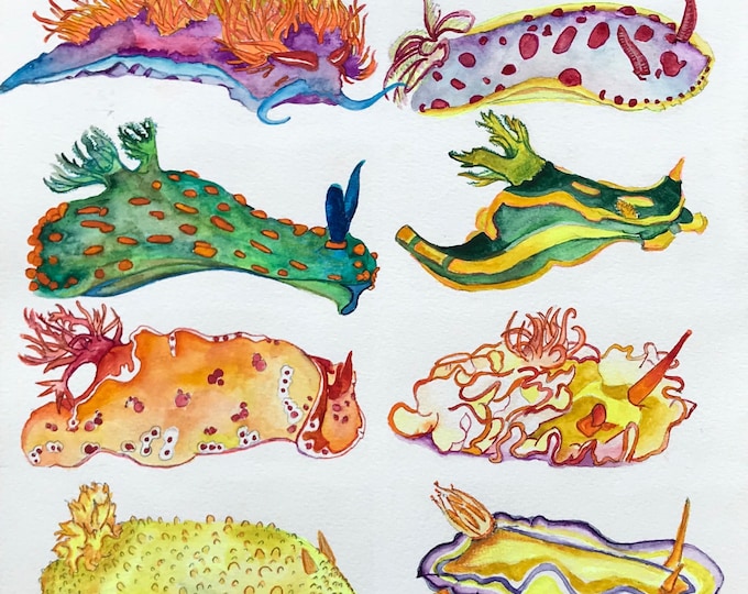 Nudibranchs - Etsy