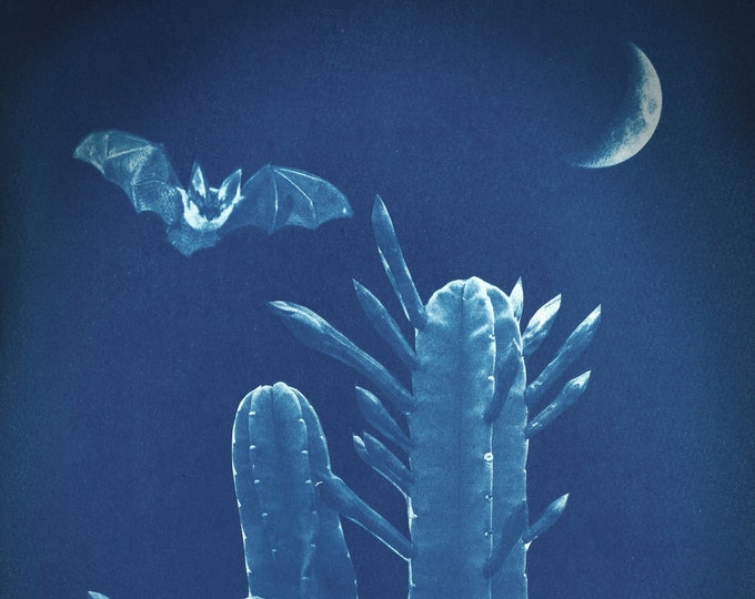 NIGHT BLOOMER Cyanotype Print, Bat, Moon, Blooming Cactus, Nature ...