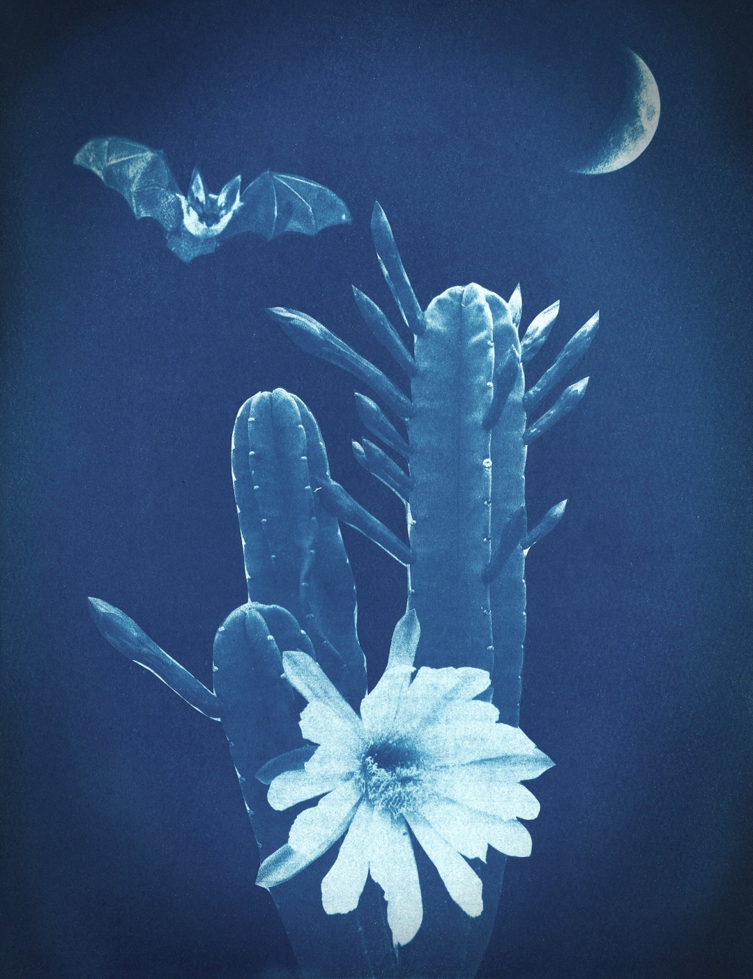 NIGHT BLOOMER Cyanotype Print, Bat, Moon, Blooming Cactus, Nature ...