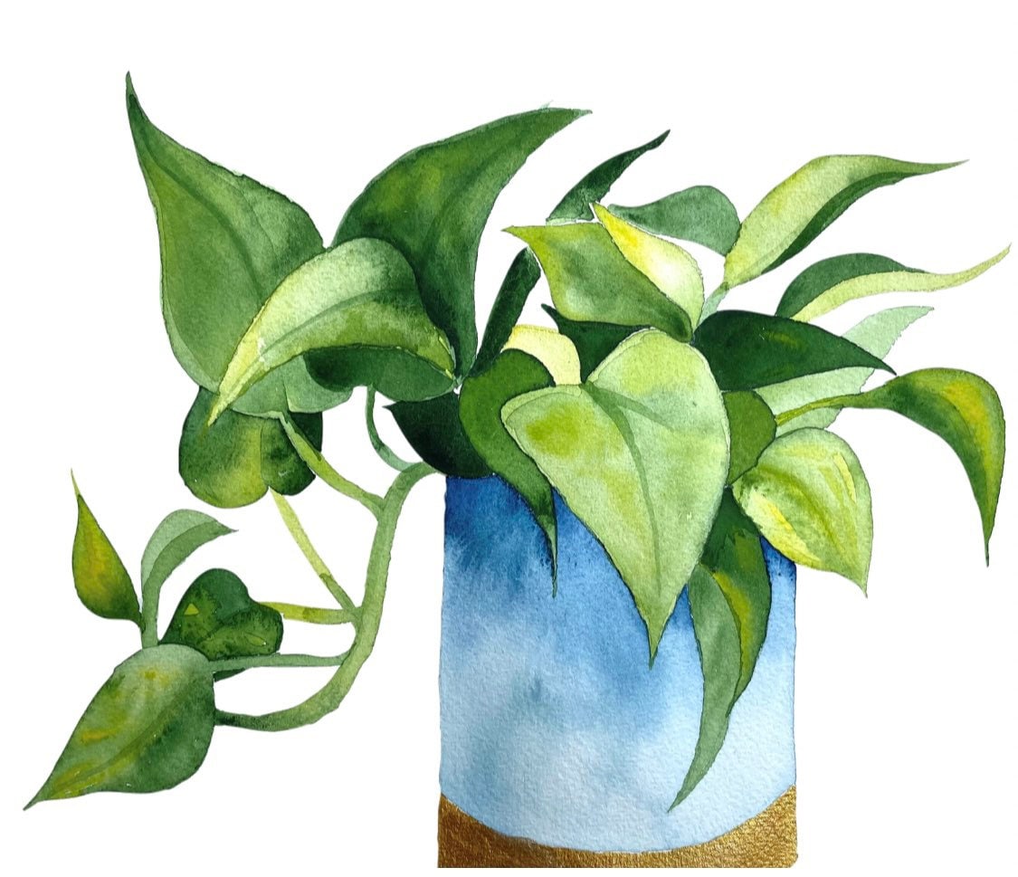 Pothos Plant Watercolor Art Prints - Etsy
