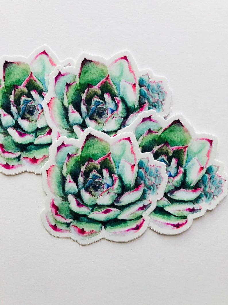 Succulent Sticker, Vinyl Succulent Watercolor Sticker - Etsy
