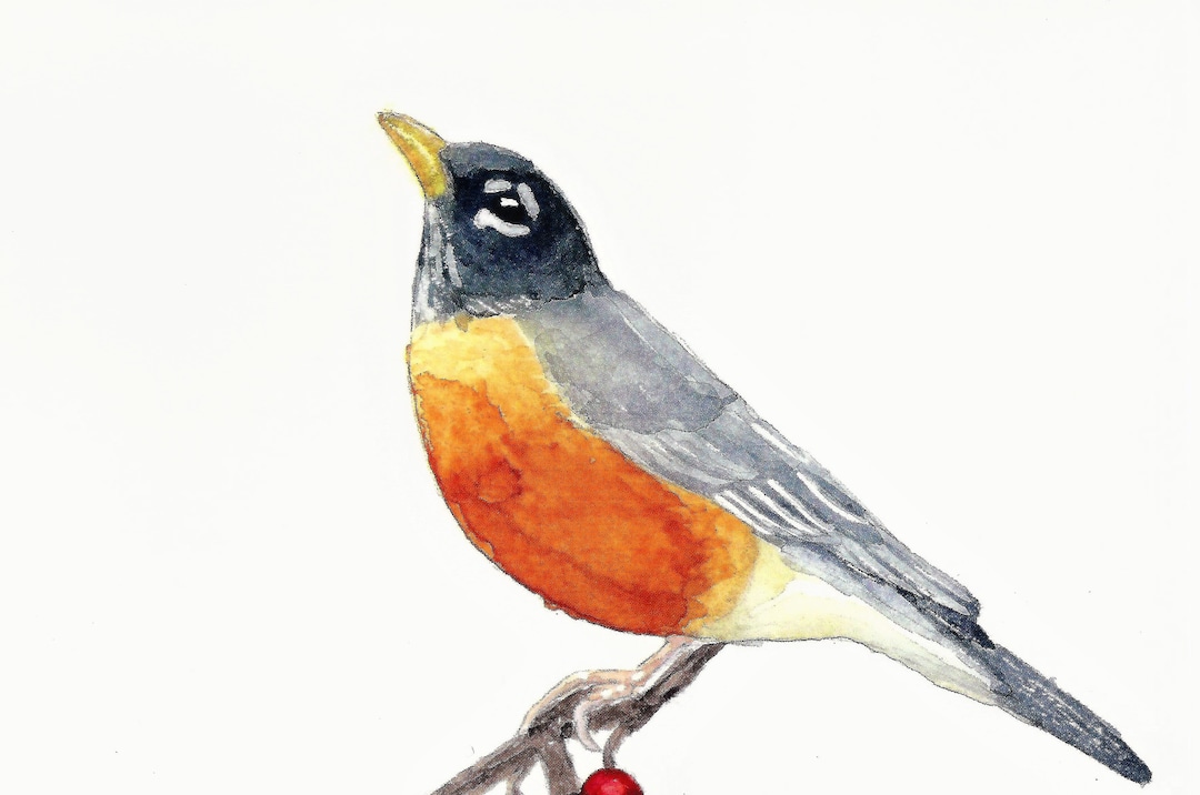 Watercolor Robin Print, Gallery Wall Artwork - Etsy