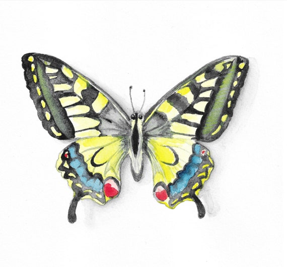 Watercolor Swallowtail Butterfly Prints Butterfly Art | Etsy