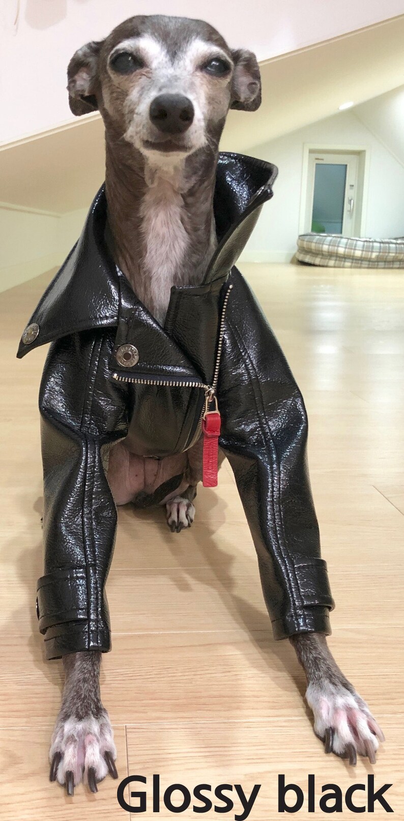 Italian Greyhound Apparel-biker Jacket - Etsy