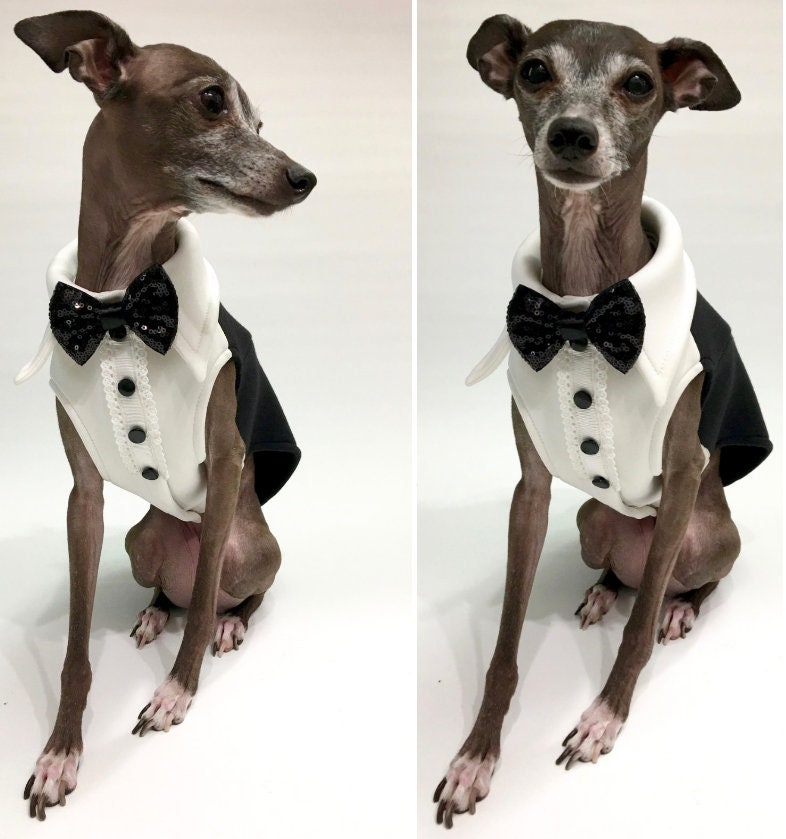 Italian Greyhound Apparel-tuxedo Vest - Etsy Norway