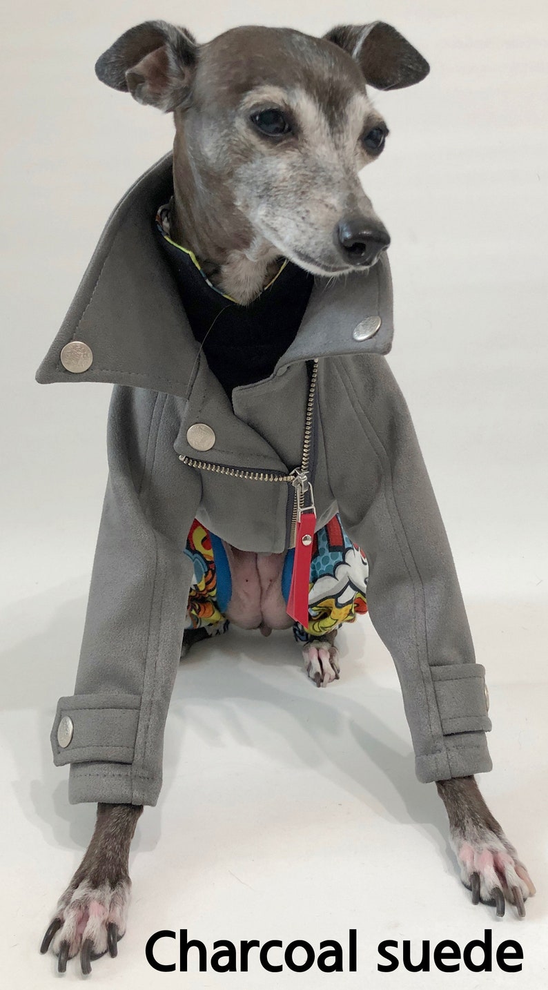 Italian Greyhound Apparel-biker Jacket - Etsy