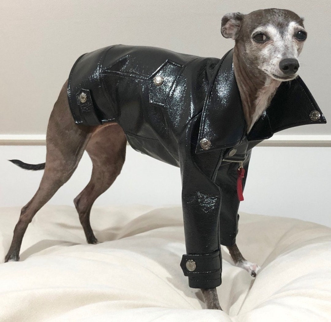 Italian Greyhound Apparel-biker Jacket - Etsy