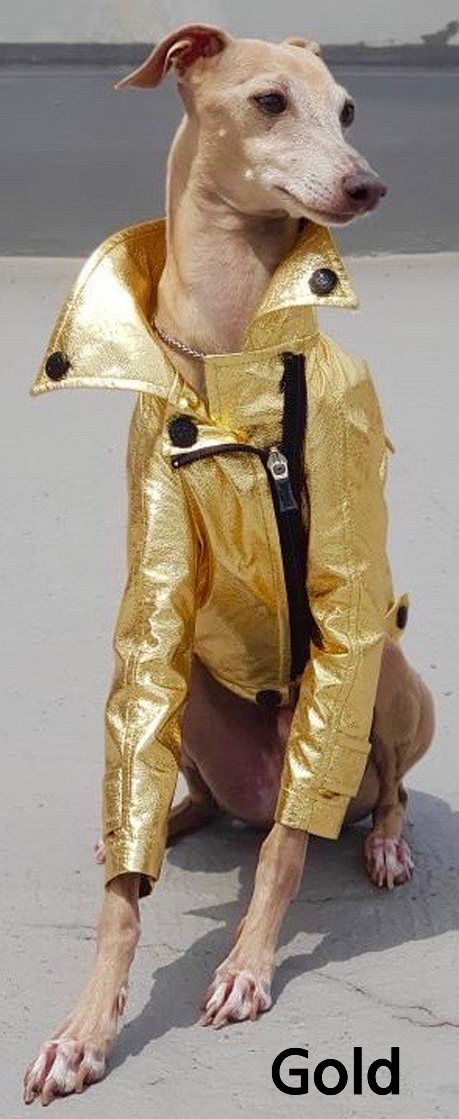 Italian Greyhound Apparel-biker Jacket - Etsy
