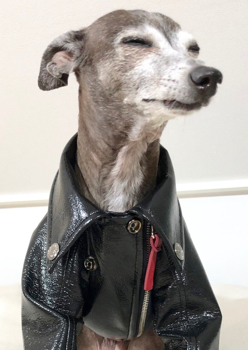Italian Greyhound Apparel-biker Jacket - Etsy