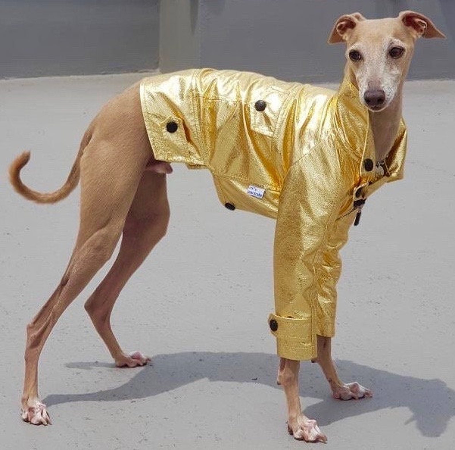 Italian Greyhound Apparel-biker Jacket - Etsy