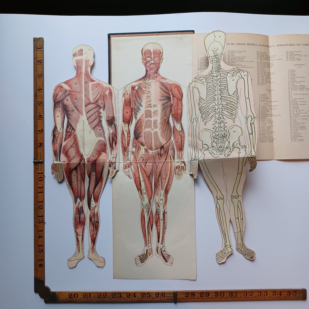 1929 Anatomical Flip Chart of a Man Anatomy Chart Original Lithograph ...