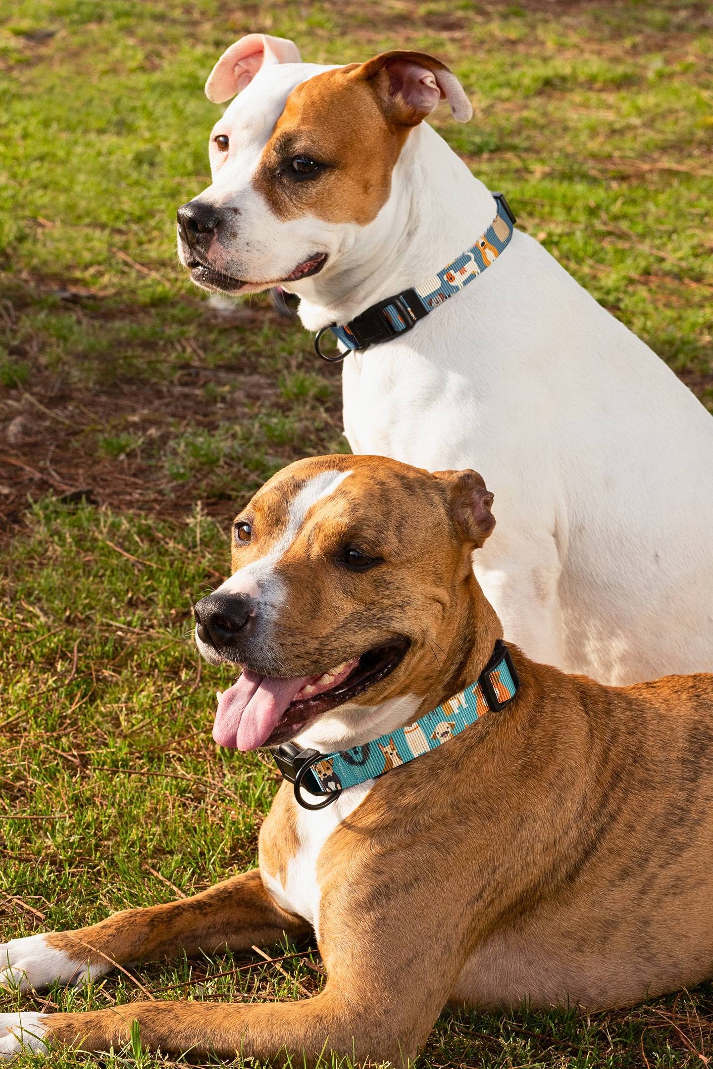 Dog Digital Papers, Cute Dogs, Puppy Dog, Premium Dog-themed Digital ...