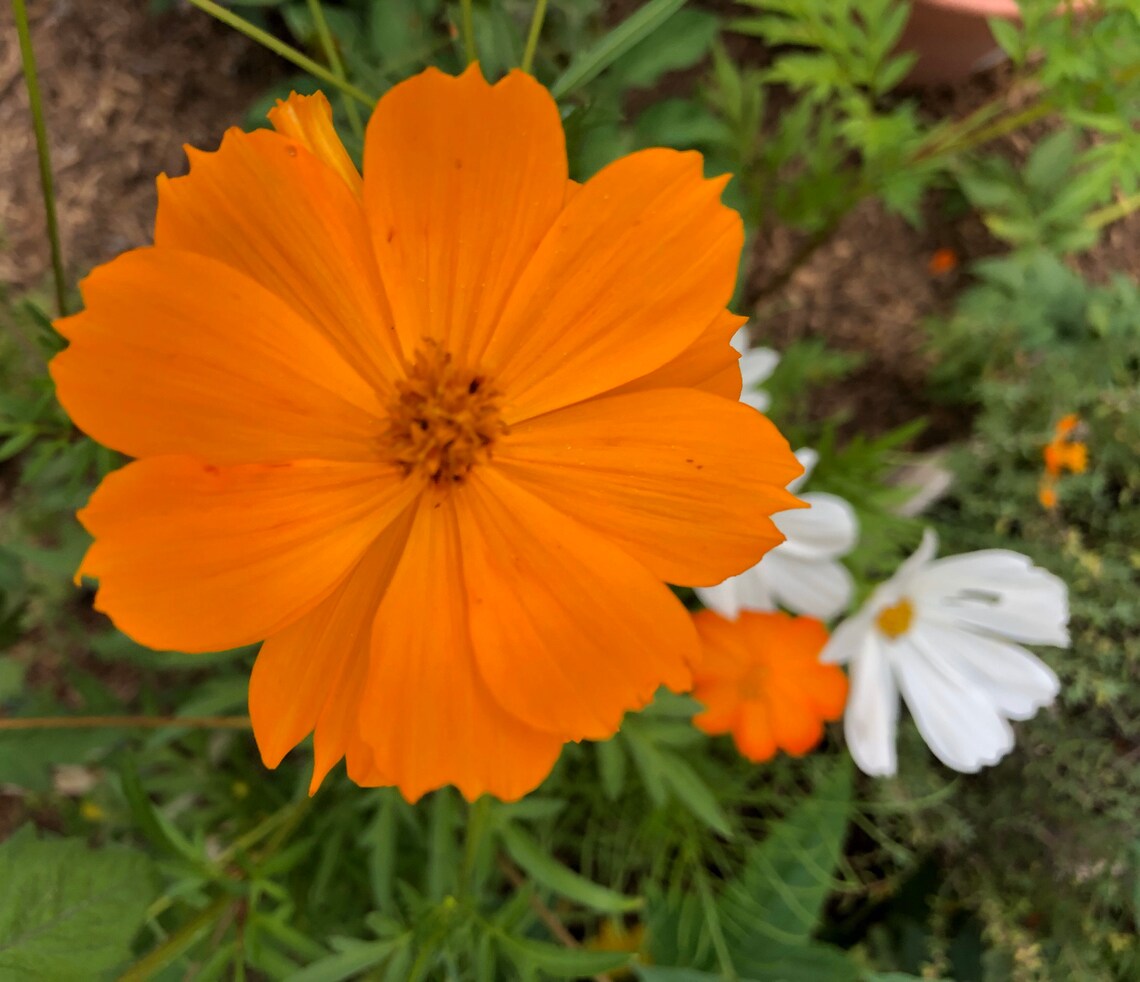 Diablo Cosmos Seeds Organic Heirloom Chemical Free | Etsy