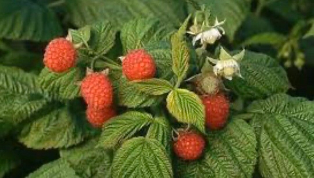 Live- Raspberries Wild Brambles Starter Plant: Sweetness and Thorns ...