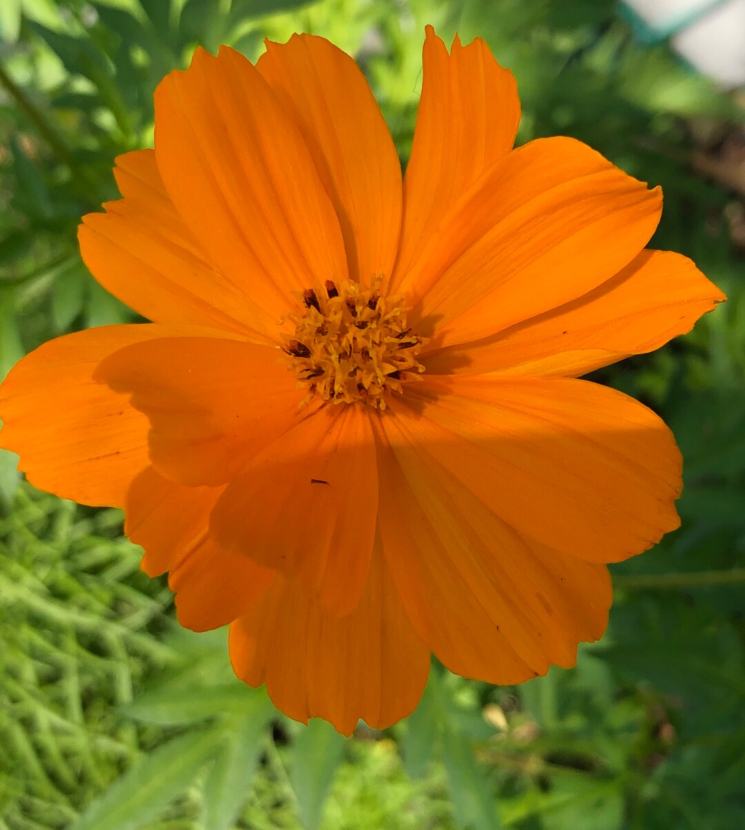 Diablo Cosmos Seeds, Organic, Heirloom, Chemical Free, Pollinators ...