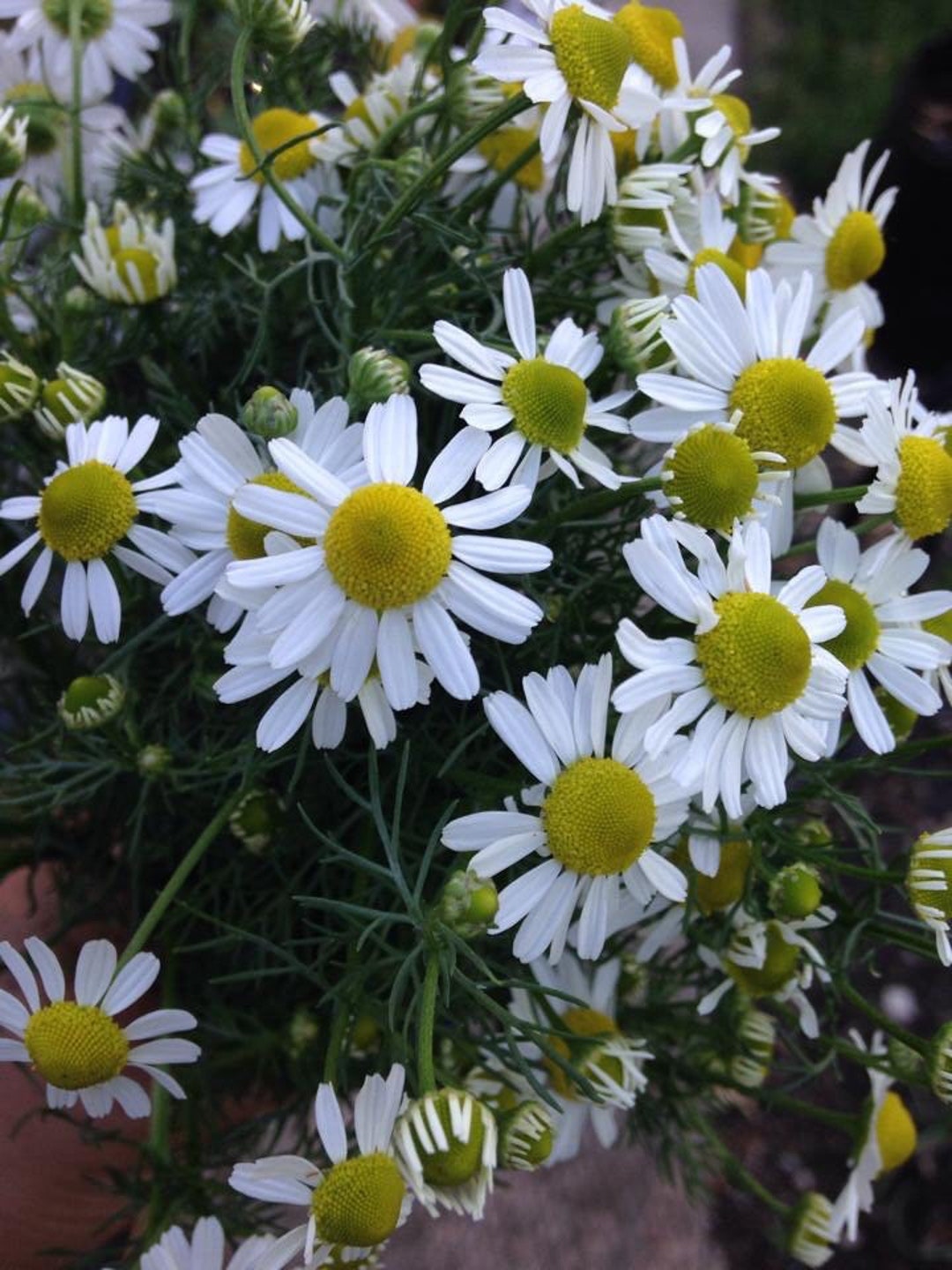 Made to Order_chamomile Live Plant Starter- Tea Herb Gardeners - Etsy