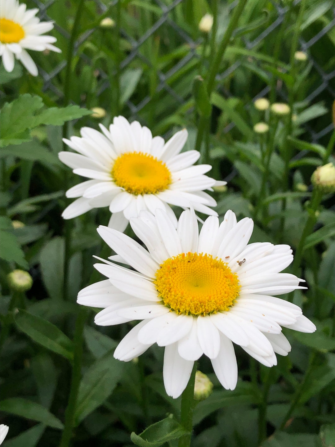Bare Root Shasta Daisy Perennial Starter Flowers/ White Flower/ White ...