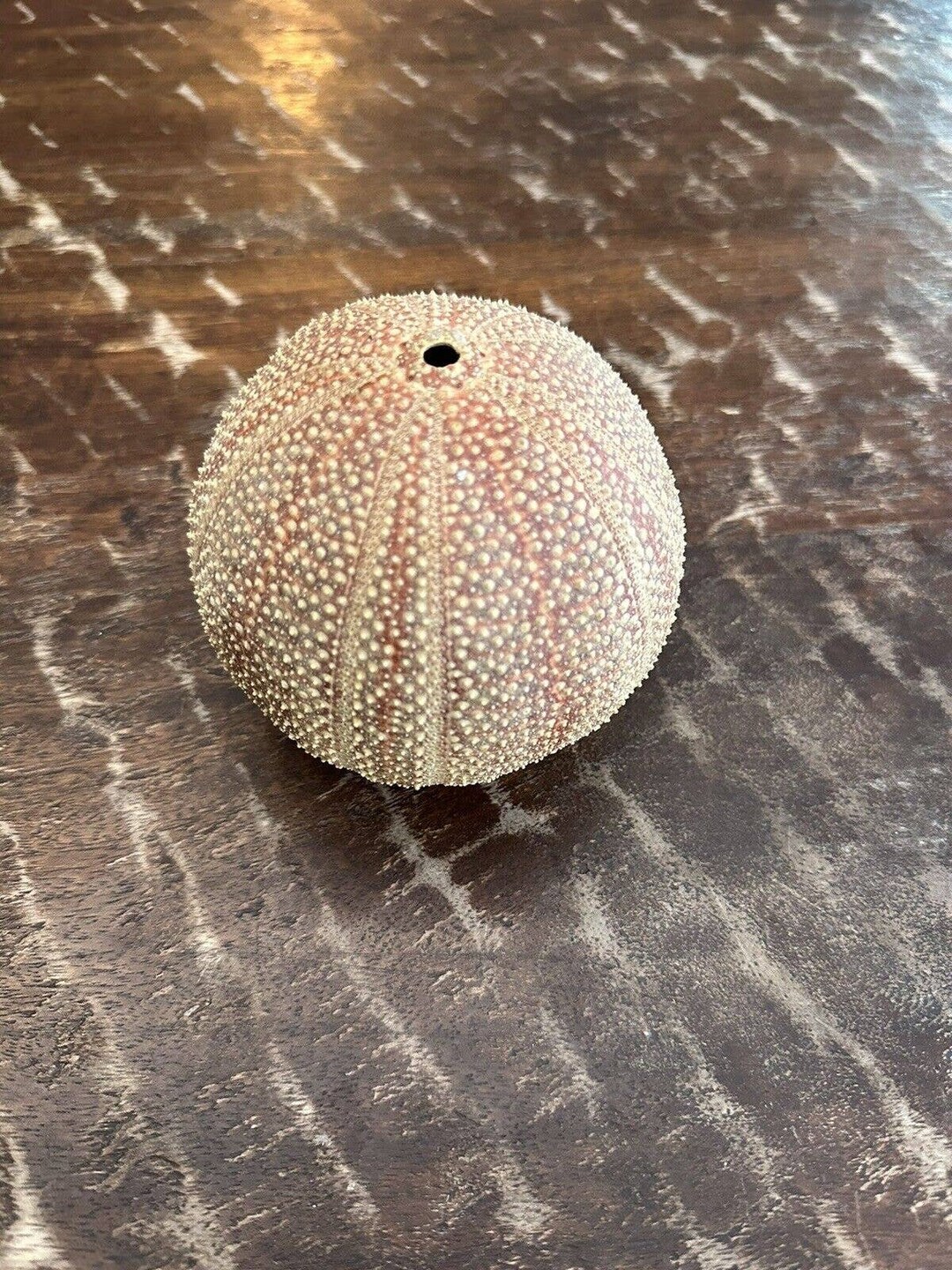 Sea Urchin Shell Echinidae Echinus Sea Urcin Pink Brown Tan With Base ...