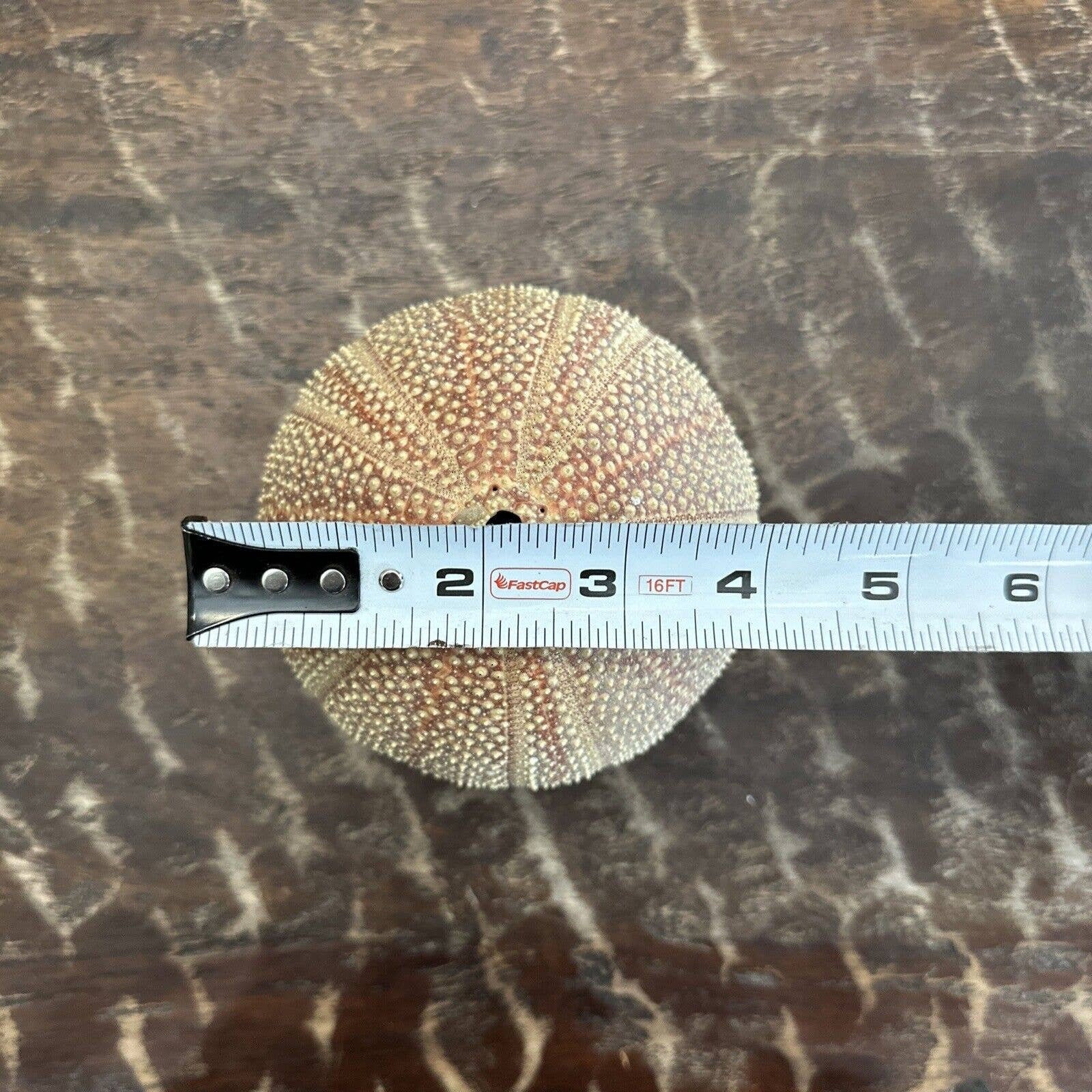 Sea Urchin Shell Echinidae Echinus Sea Urcin Pink Brown Tan With Base ...