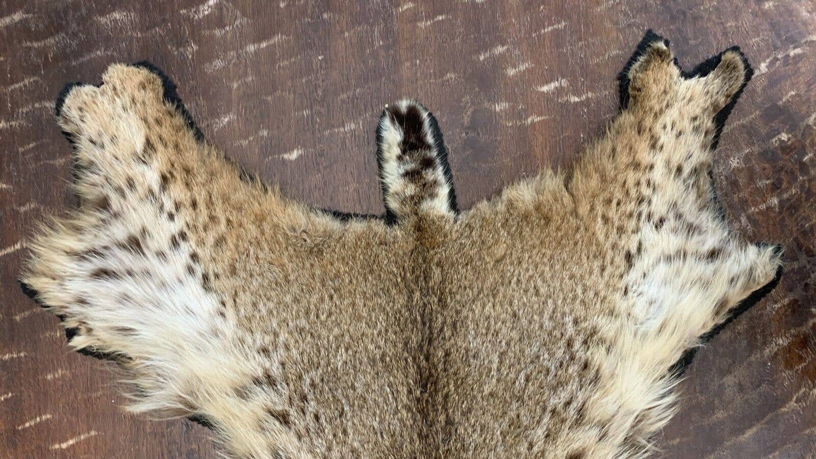 Finished Bobcat Lynx Rug Taxidermy Wall Hanger Cabin Hunting - Etsy