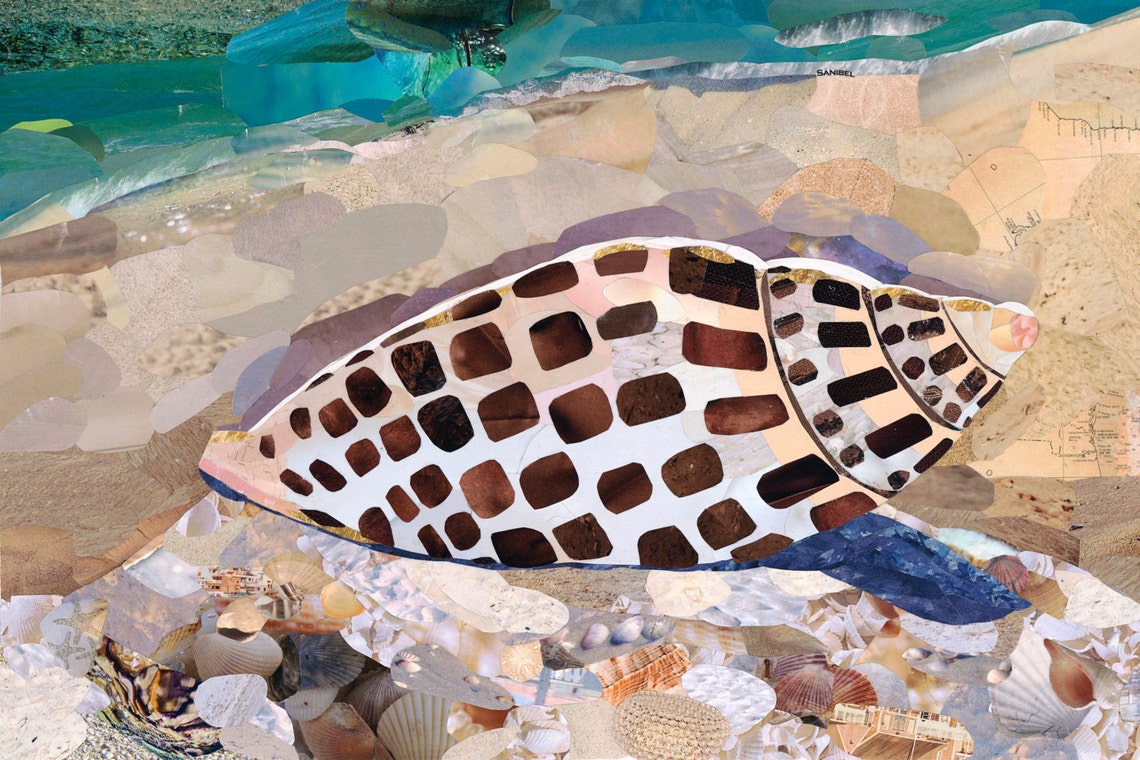 Junonia, Fine Art Print, Magazine Collage, Upcycle, Shells, Beach ...