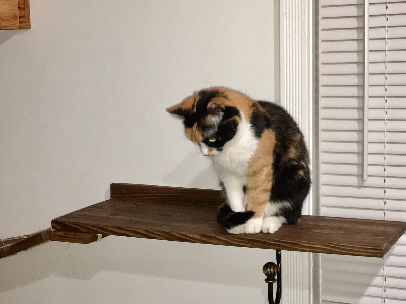 Cat Window Shelf Extension set of 2 - Etsy