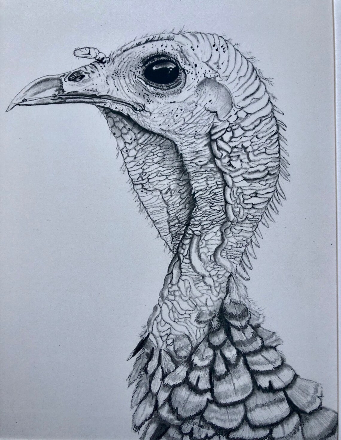 Turkey Hen Profile/ Turkey Art Print/ Fall Artwork/thanksgiving Print ...