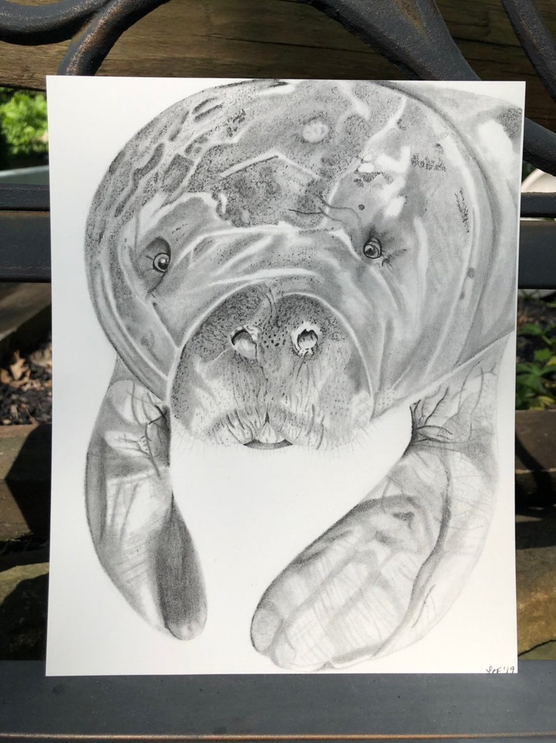 Manatee Art Print, Hand-drawn in Pencil Manatee Print - Etsy