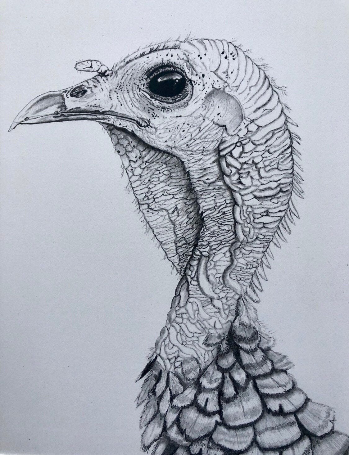 Turkey Face Drawing