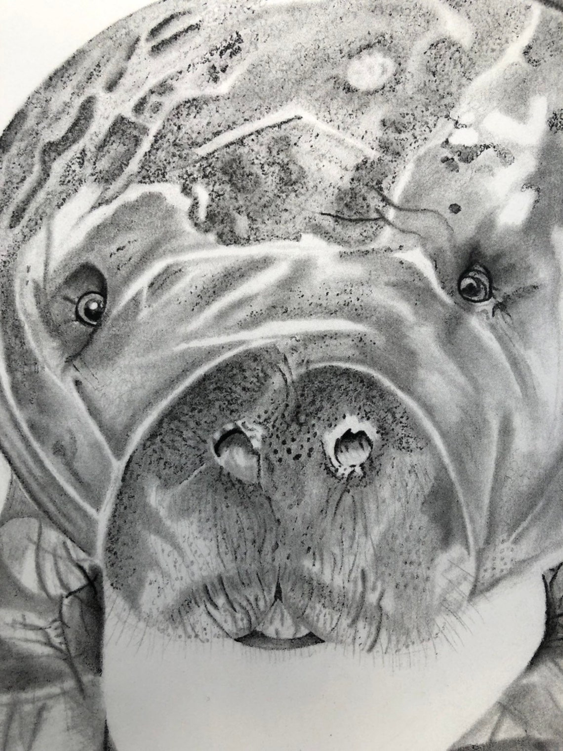 Manatee Art Print, Hand-drawn in Pencil Manatee Print - Etsy