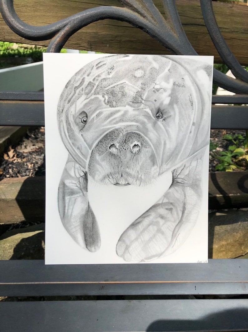 Manatee Art Print, Hand-drawn in Pencil Manatee Print - Etsy