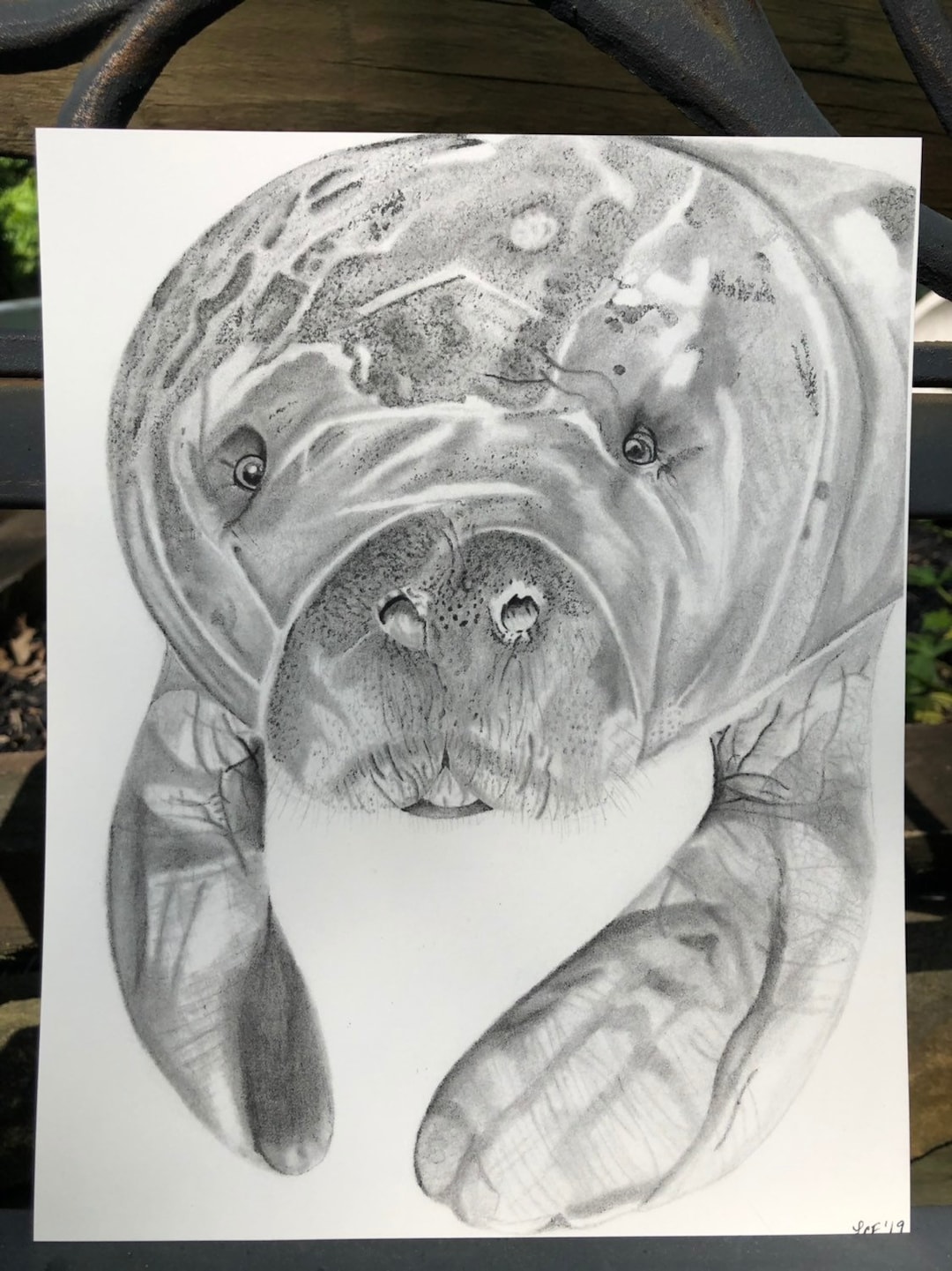 Manatee Art Print, Hand-drawn in Pencil Manatee Print - Etsy