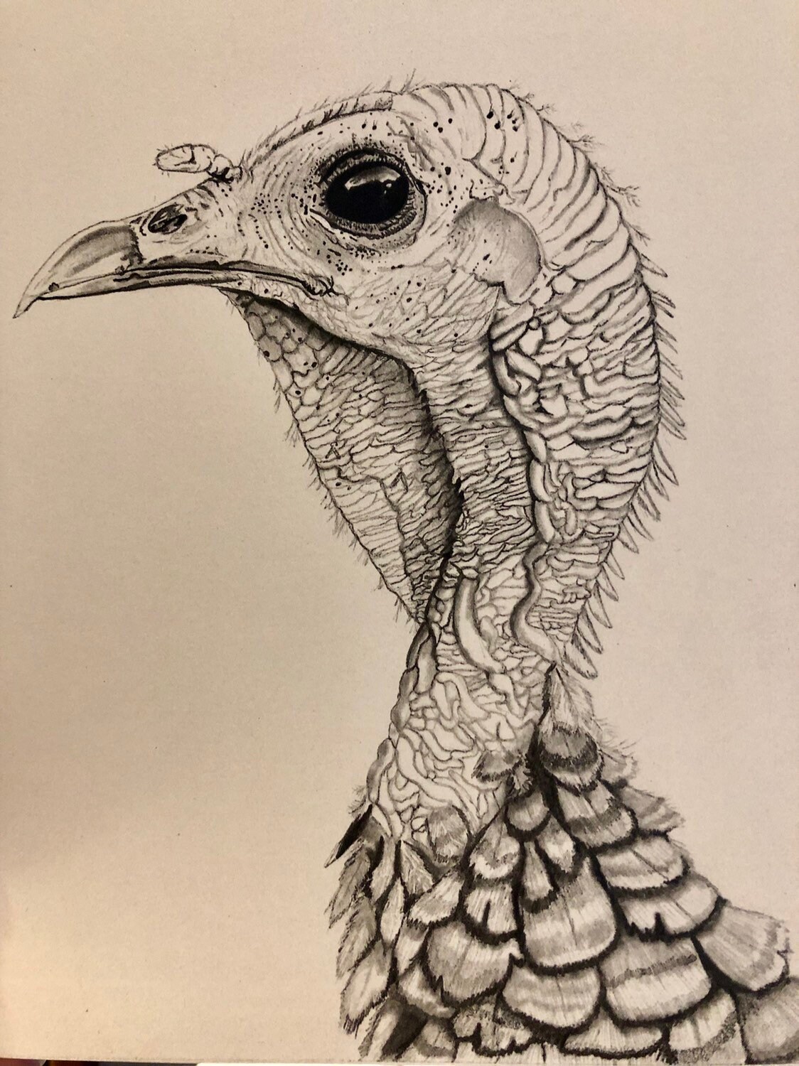 Realistic Turkey Drawings