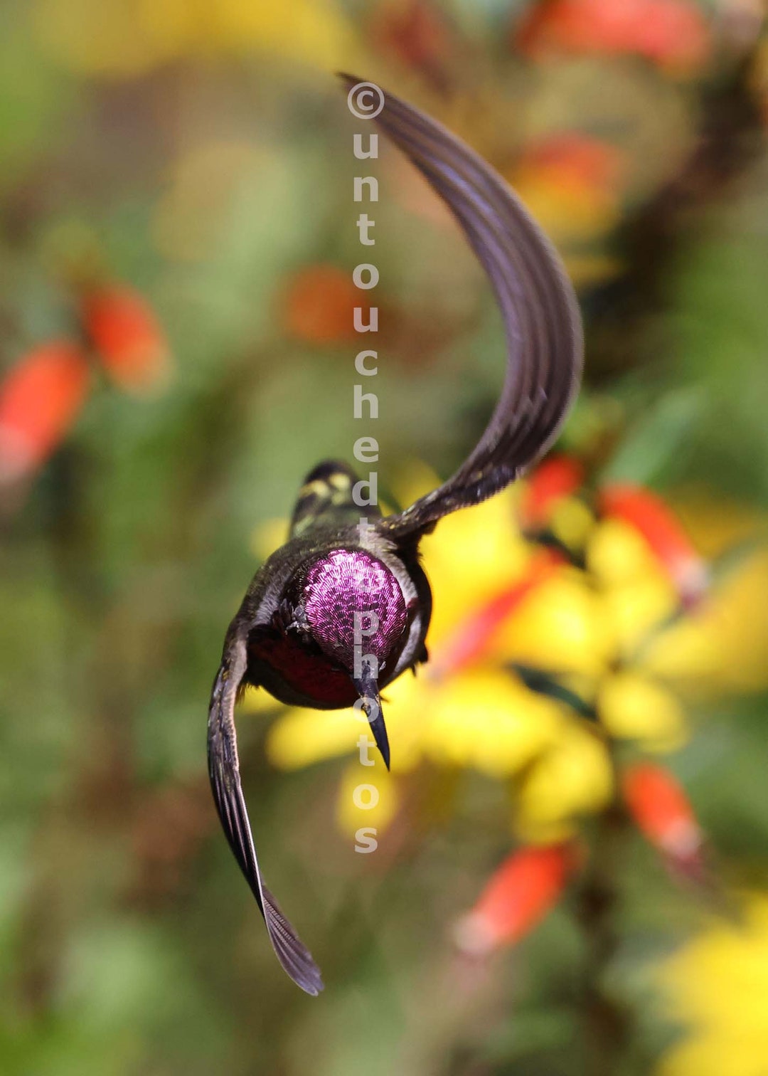 Male Anna's Hummingbird Head on Flipping His Wings up and Down ...