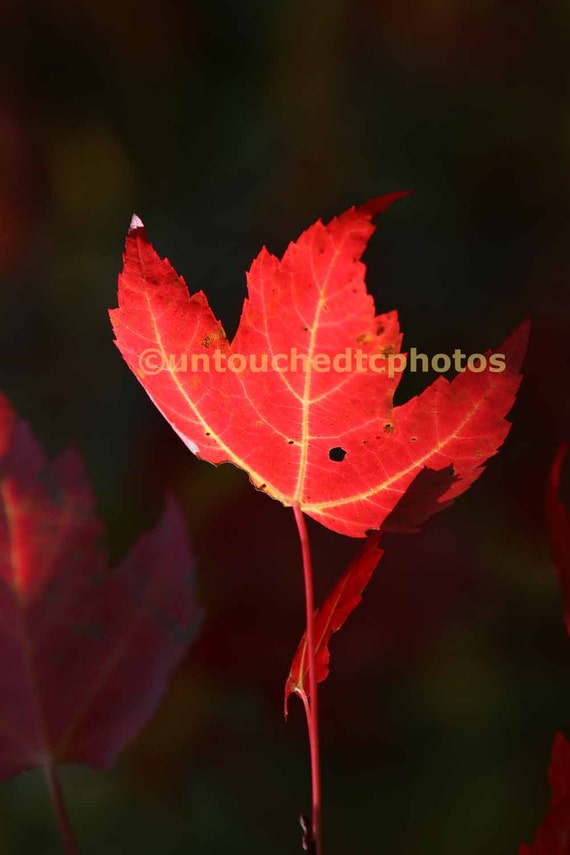 Flaming Red Maple Leaf Photograph - Etsy
