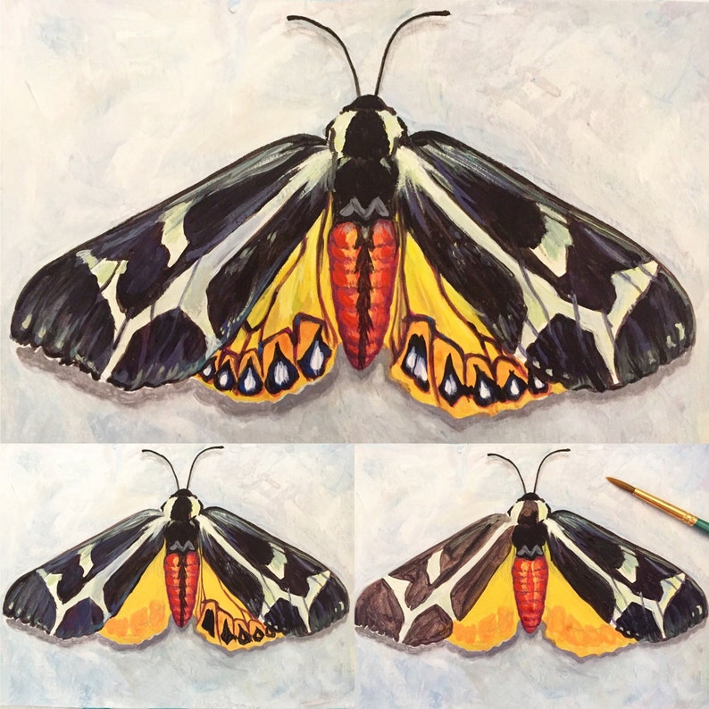 Moth Painting Original Moth Illustration Original Painting - Etsy
