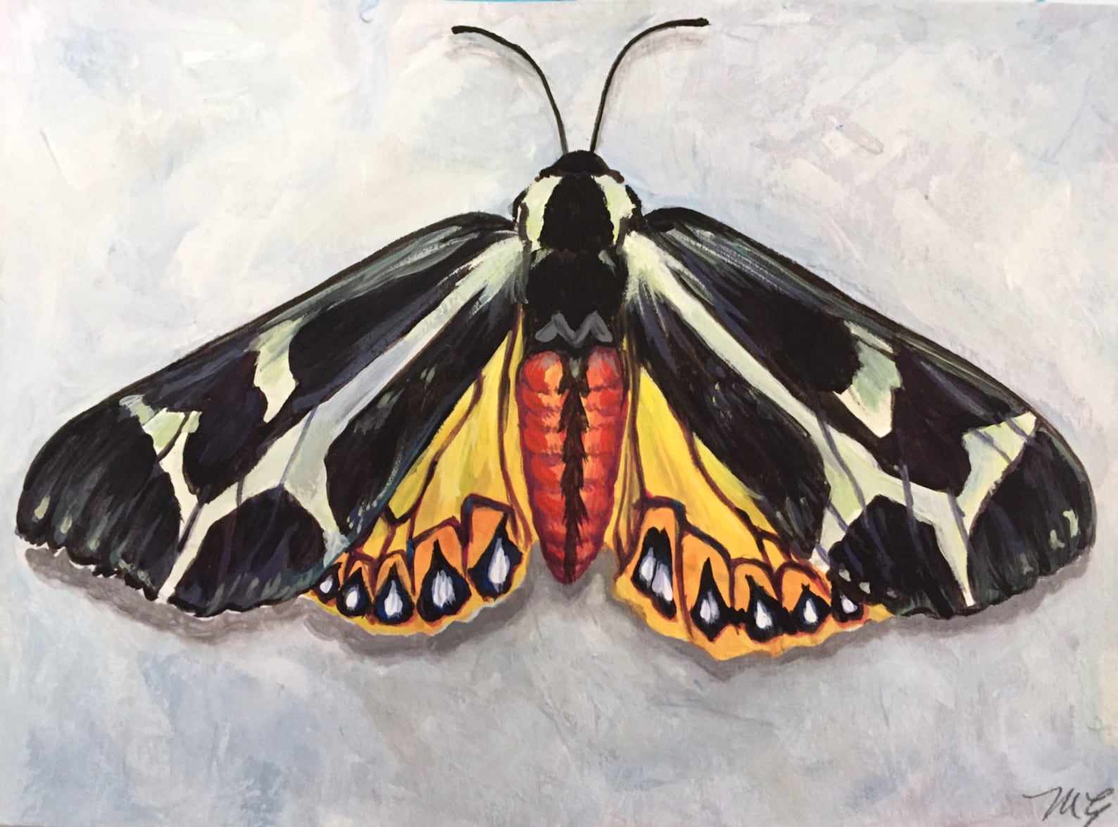 Moth Painting Original Moth Illustration Original Painting - Etsy
