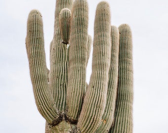 Saguaro Cactus Ribs | Etsy