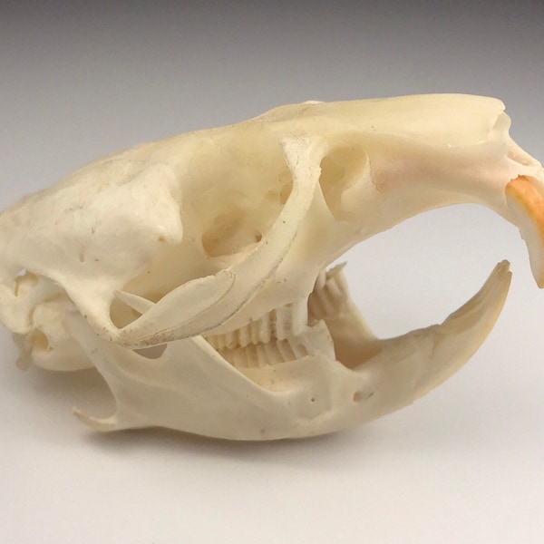 Muskrat Skull - Etsy