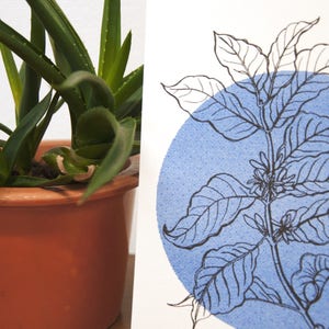 Riso Print of a Coffee Plant, Drawing Risograph, Art Gift for Barista ...