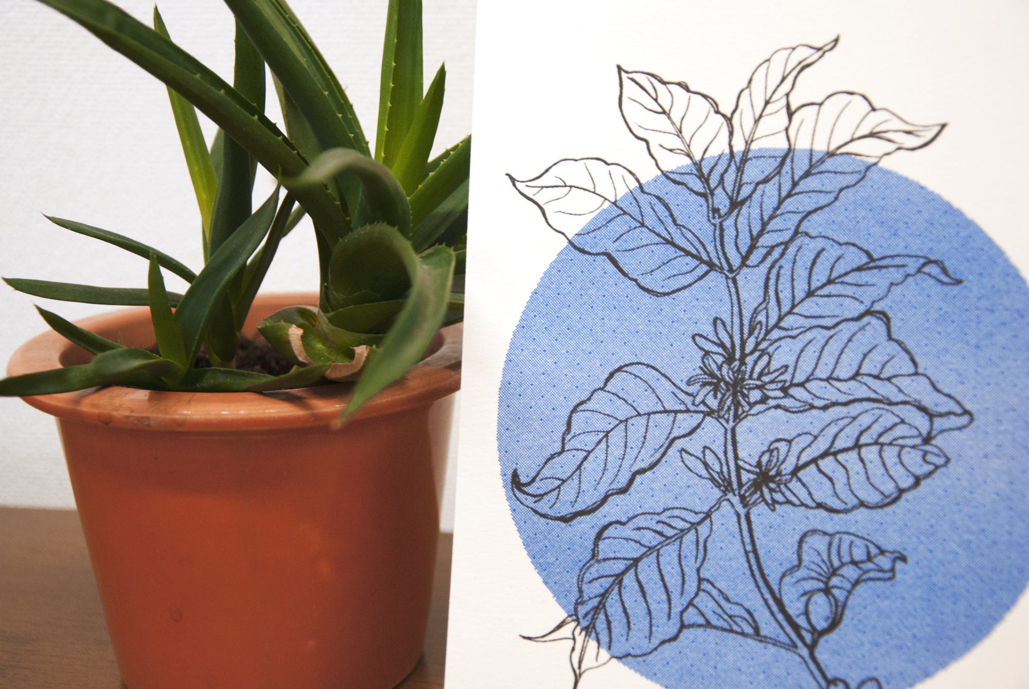 Riso Print of a Coffee Plant Drawing Risograph Art Gift for - Etsy